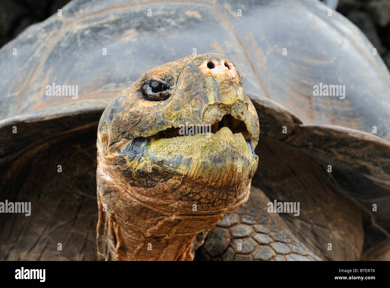 Galapagos tortoise at Charles Darwin research Station, Galapagos ...