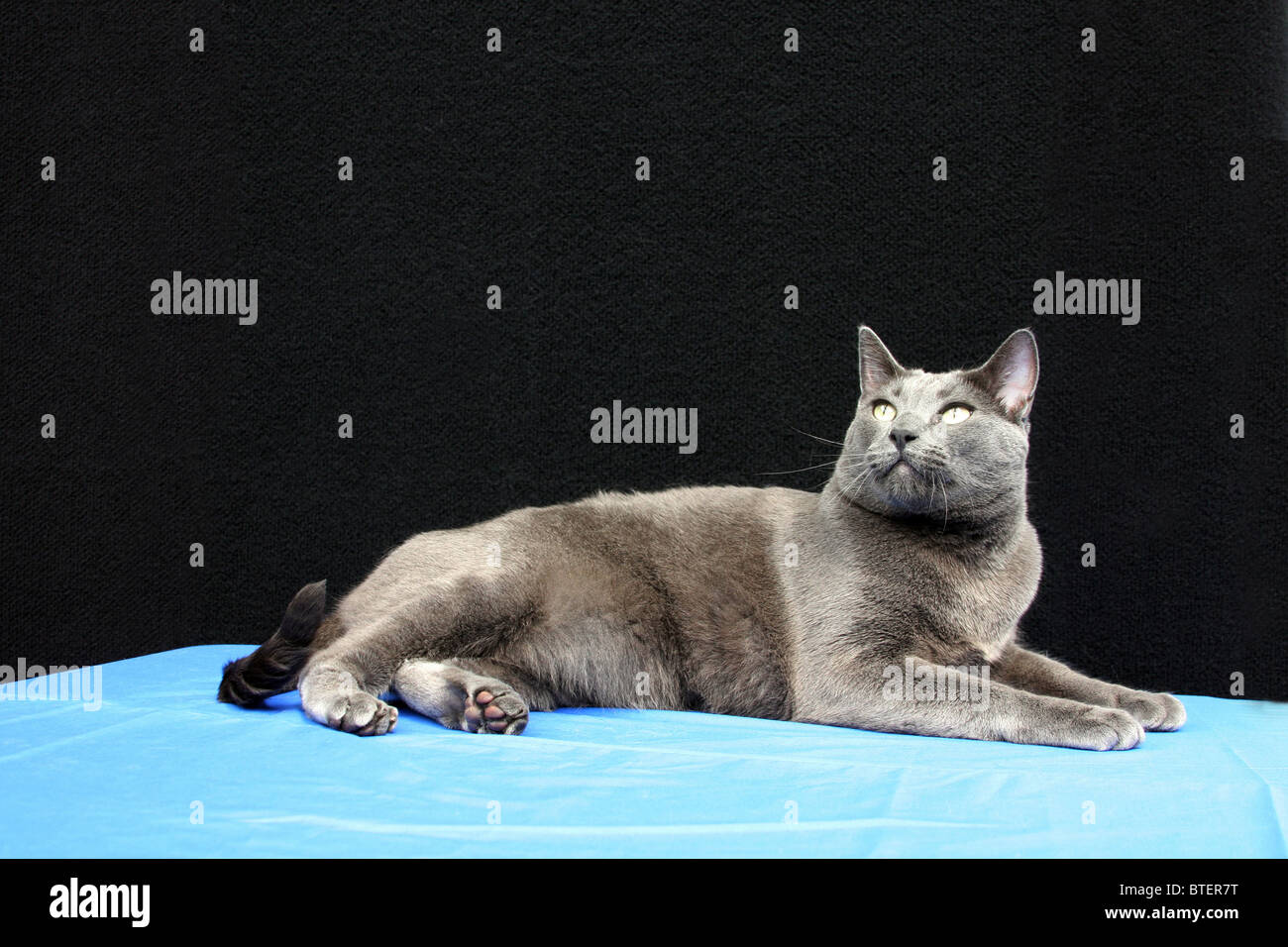 grey cat portrait Stock Photo - Alamy