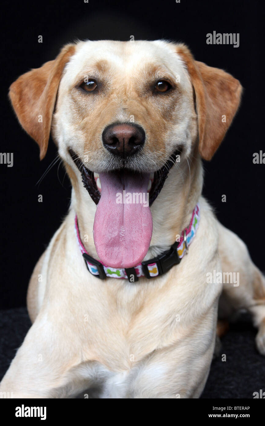 Labador hi-res stock photography and images - Alamy