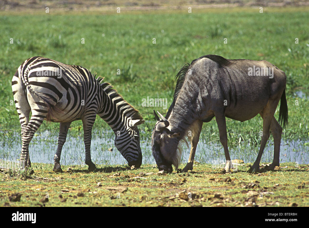 Common Burchells Zebra and White Bearded Gnu or Wildebeest graze side ...