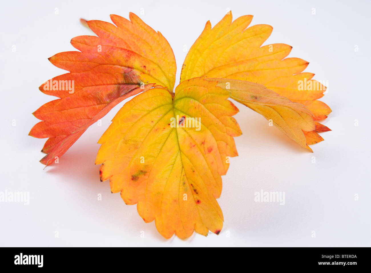 Autumn strawberry plant leaf with red and yellow Stock Photo - Alamy
