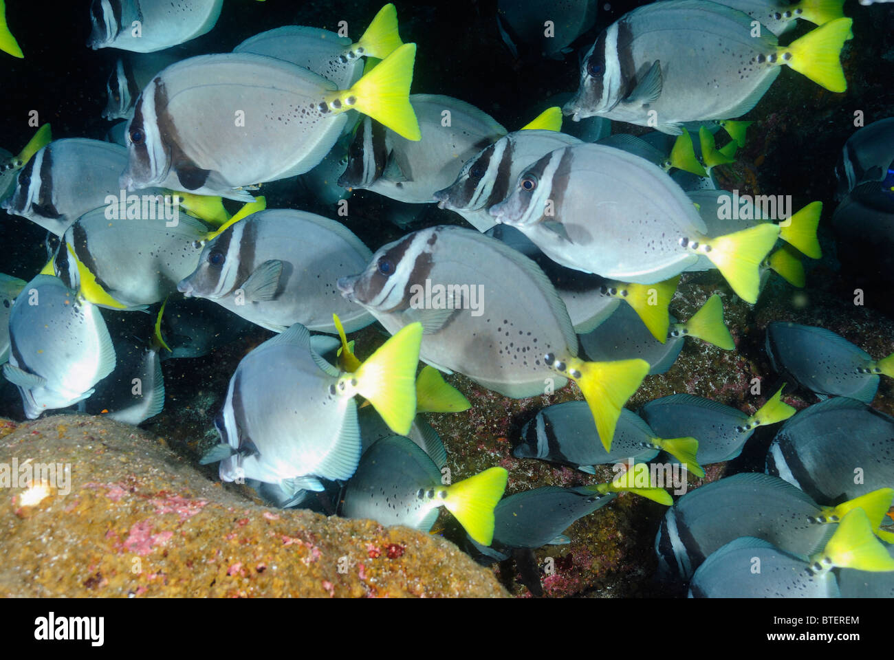 School of razor surgeonfish, Galapagos, Ecuador Stock Photo - Alamy