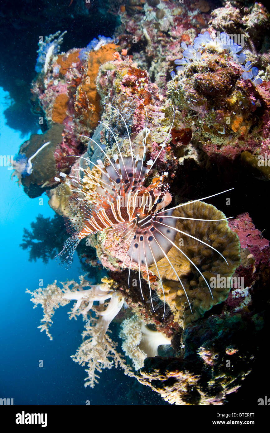 Antennata lionfish hi-res stock photography and images - Alamy