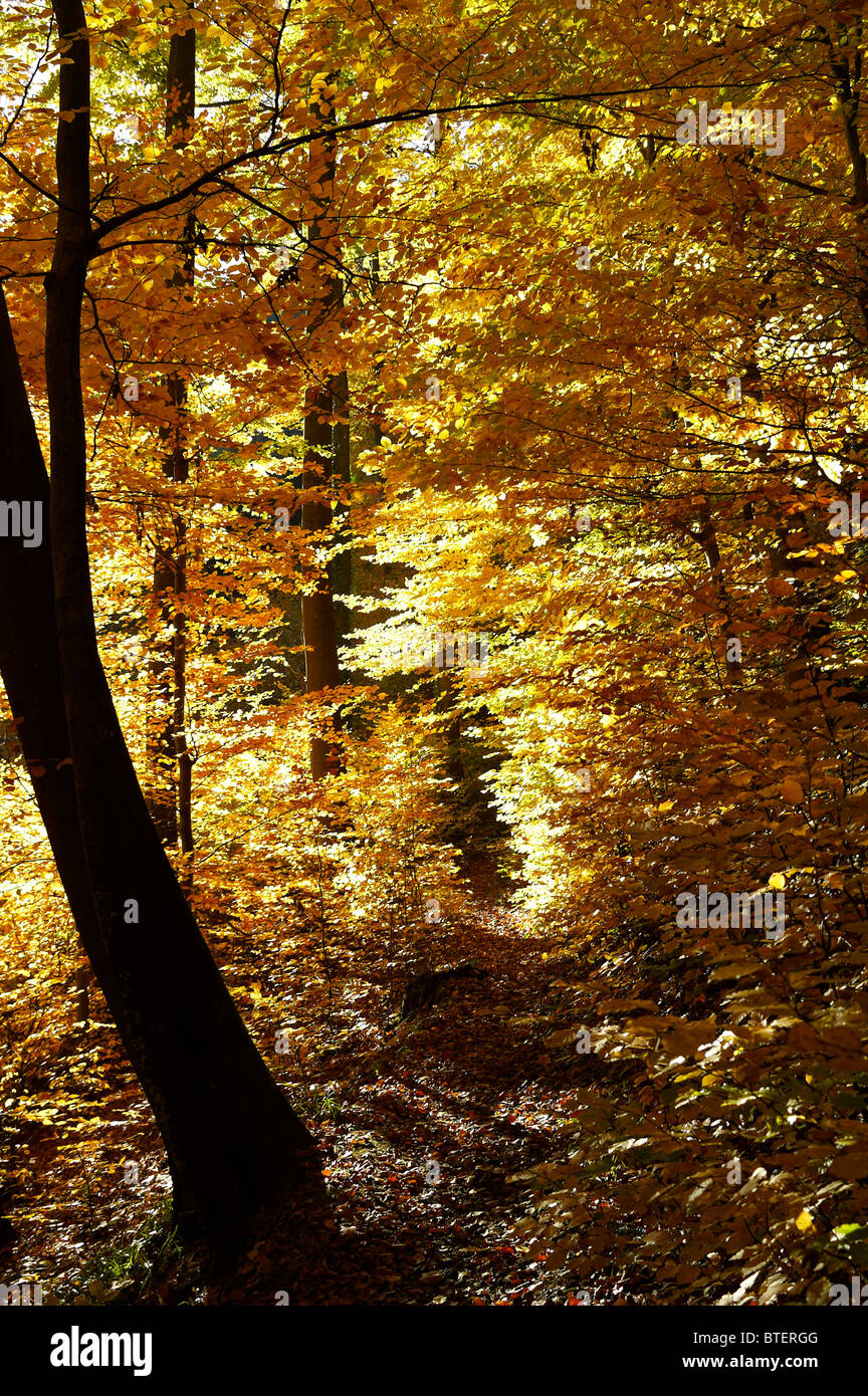 Autumn colors in the Black Forest Stock Photo - Alamy