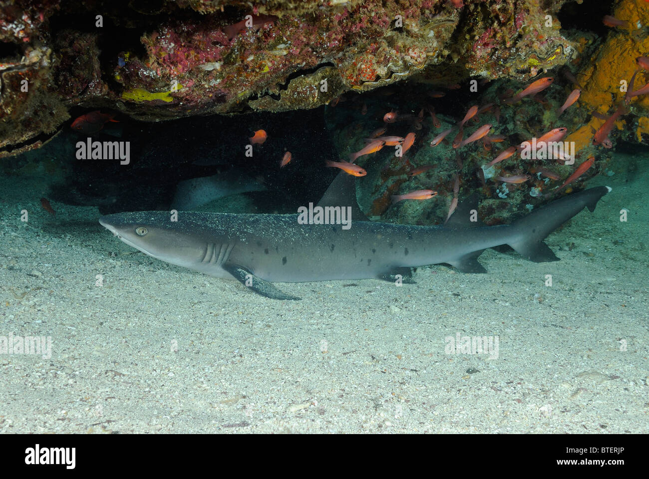 White-tipped reef shark, Galapagos, Ecuador Stock Photo - Alamy