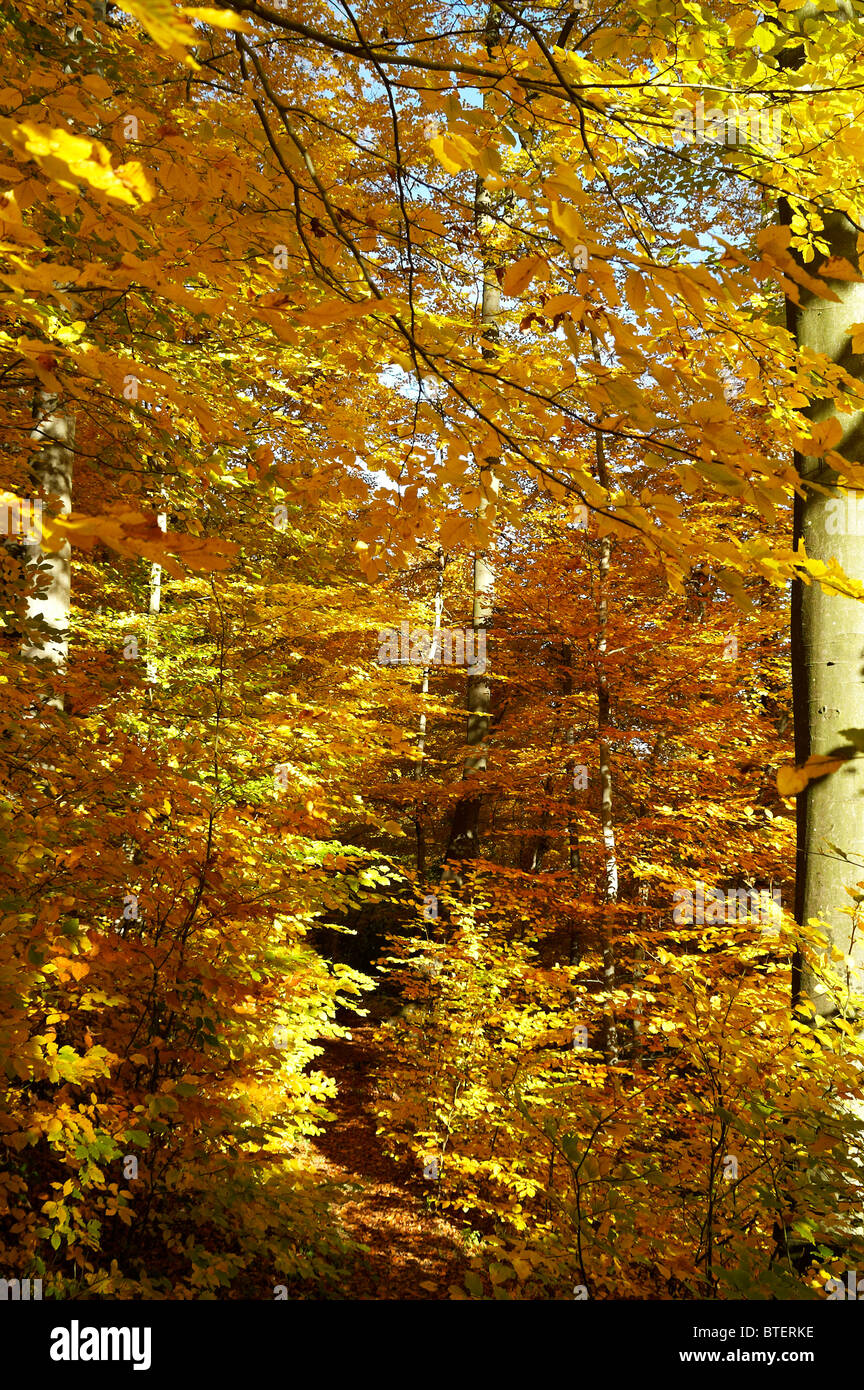 Autumn colors in the Black Forest Stock Photo - Alamy