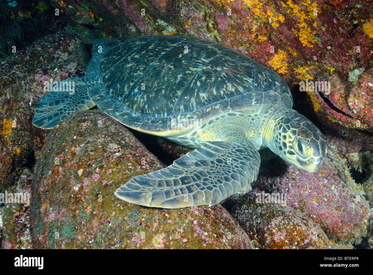 Green sea turtle, Galapagos, Ecuador Stock Photo - Alamy