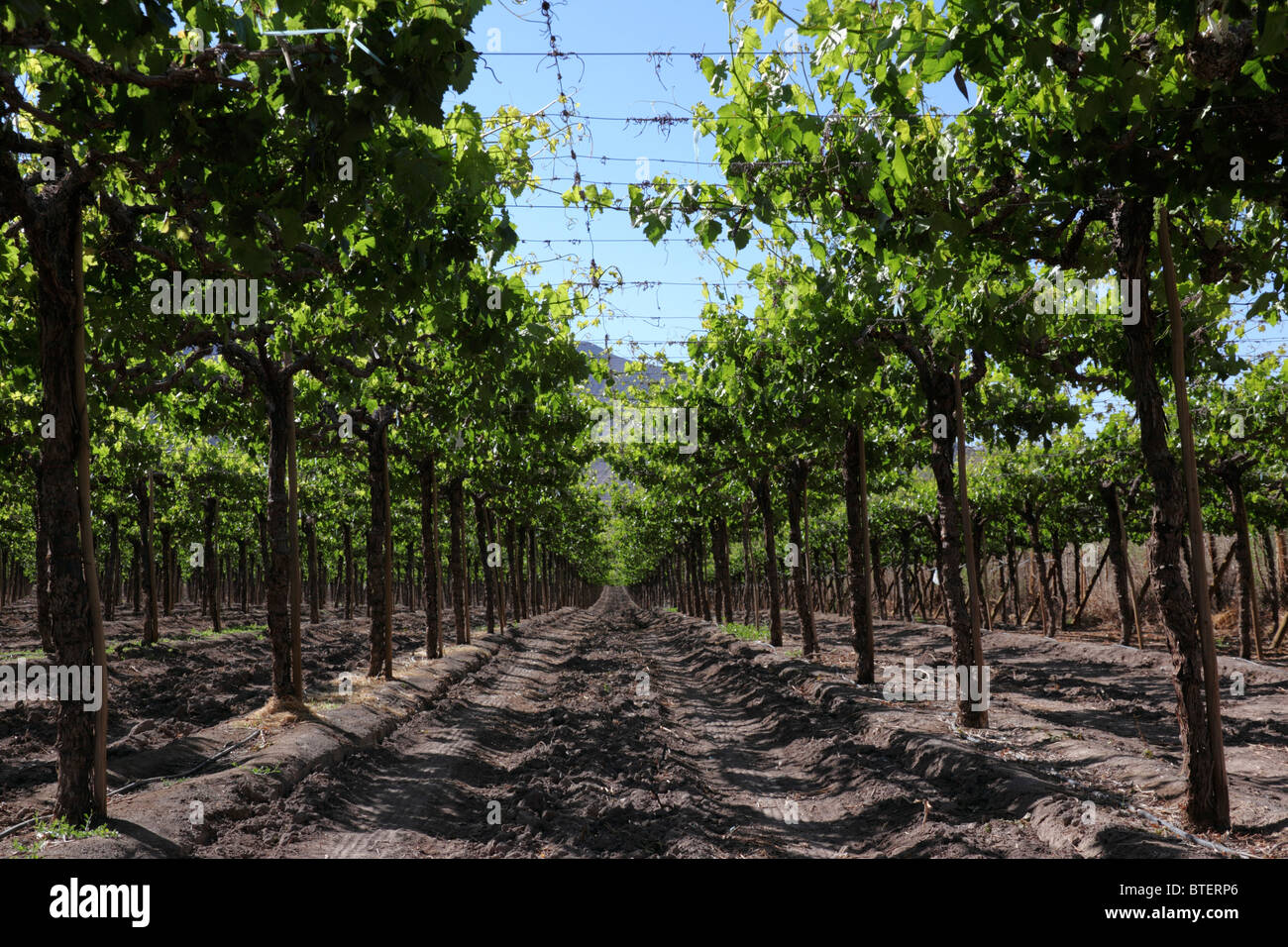 Low angle view along rows of grape vines, Copiapo Valley, Región de ...