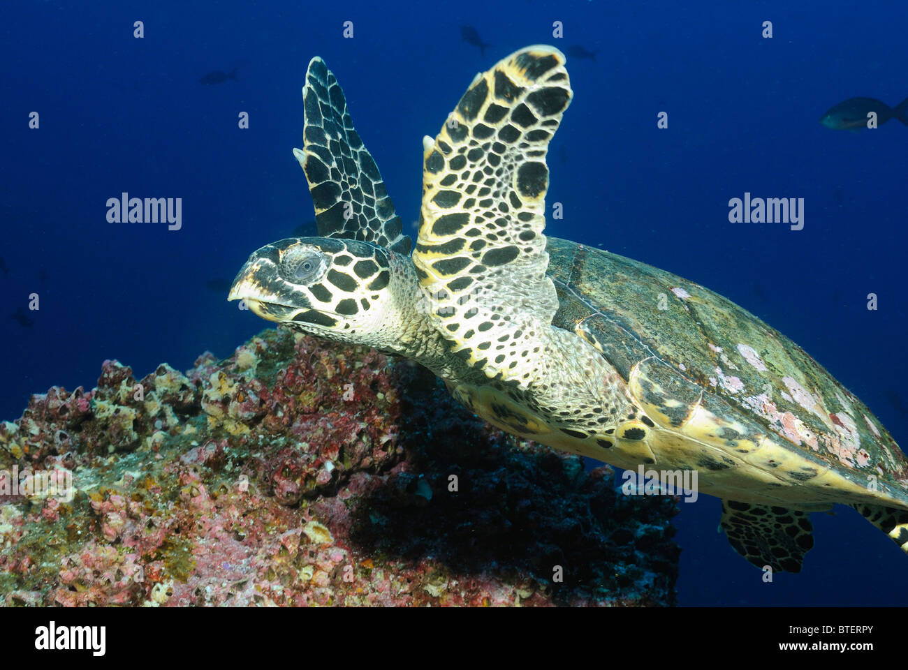 A critically endangered hawksbill sea turtle hi-res stock photography ...