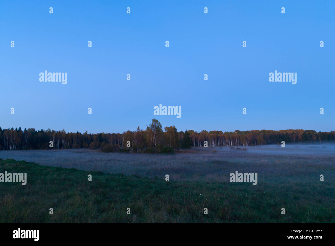 Forest at dusk Stock Photo - Alamy