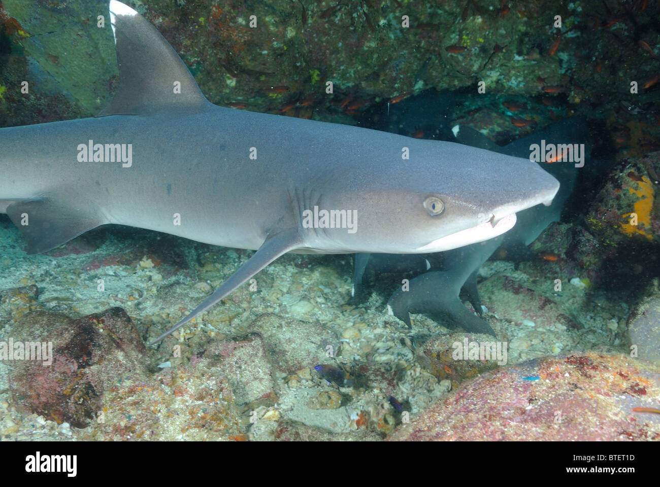 White reefs hi-res stock photography and images - Alamy