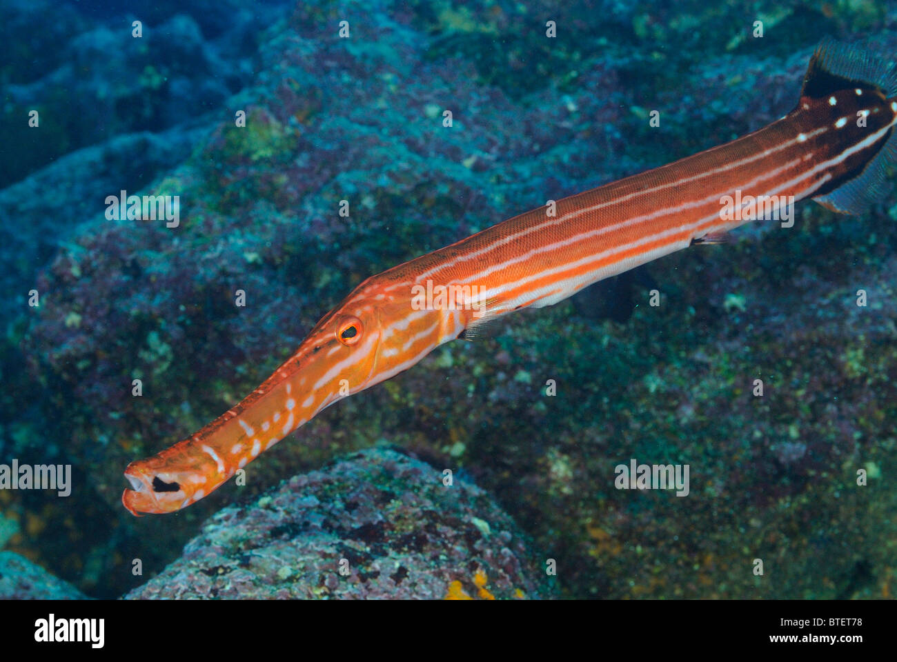 Trumpetfish hi-res stock photography and images - Alamy