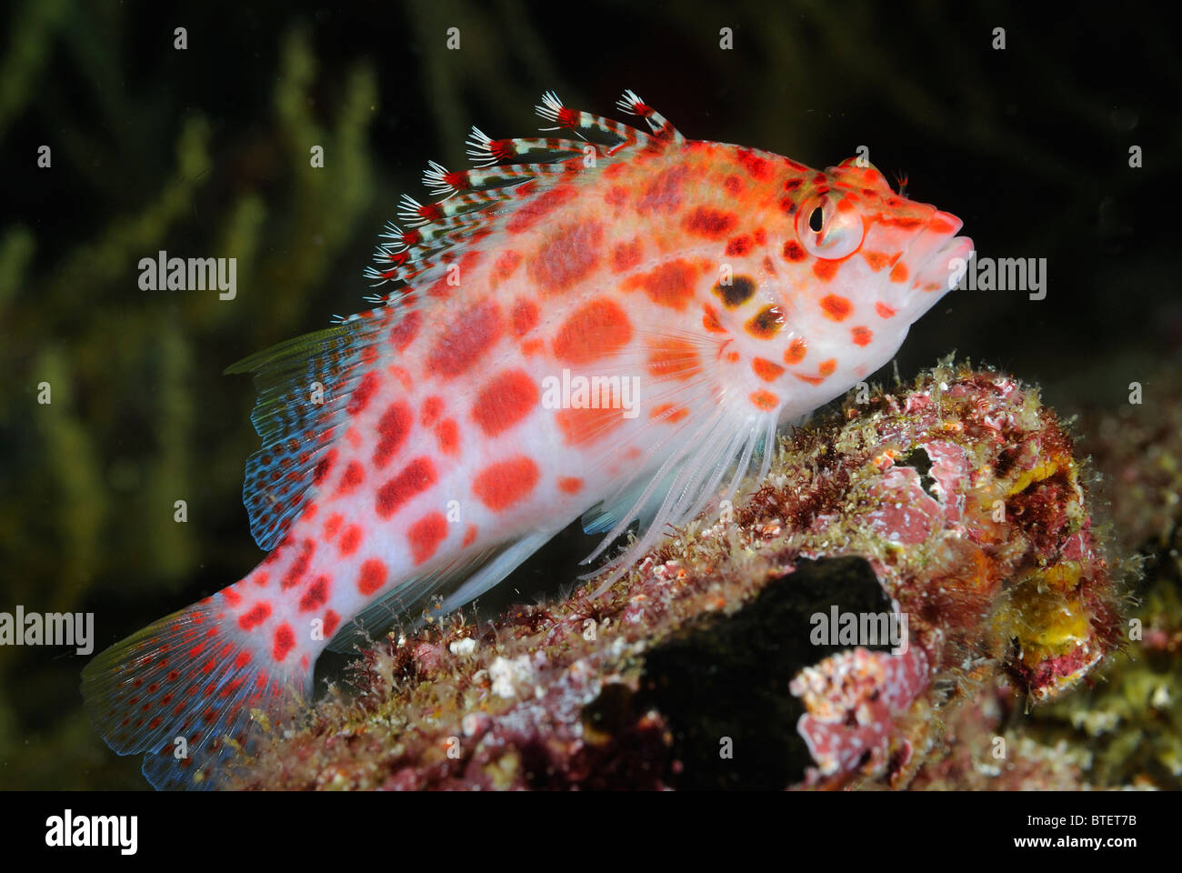 Hawkfish galapagos hi-res stock photography and images - Alamy