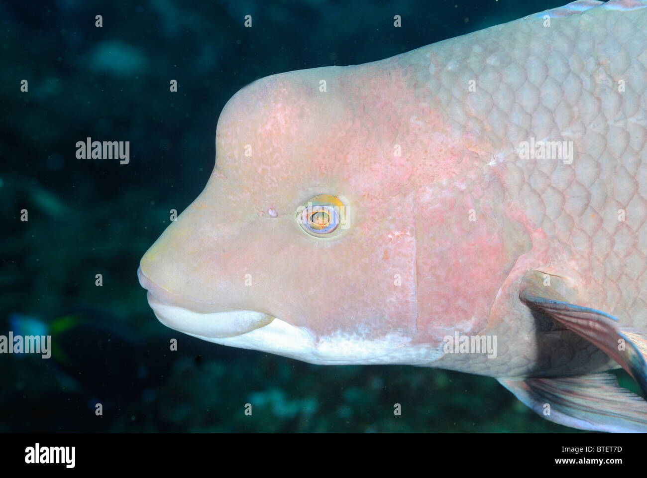 Hogfish hi-res stock photography and images - Alamy