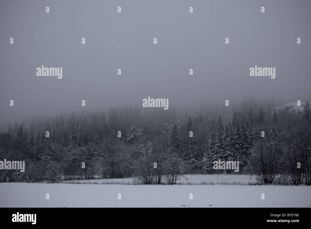 Field and forest in fog Stock Photo - Alamy
