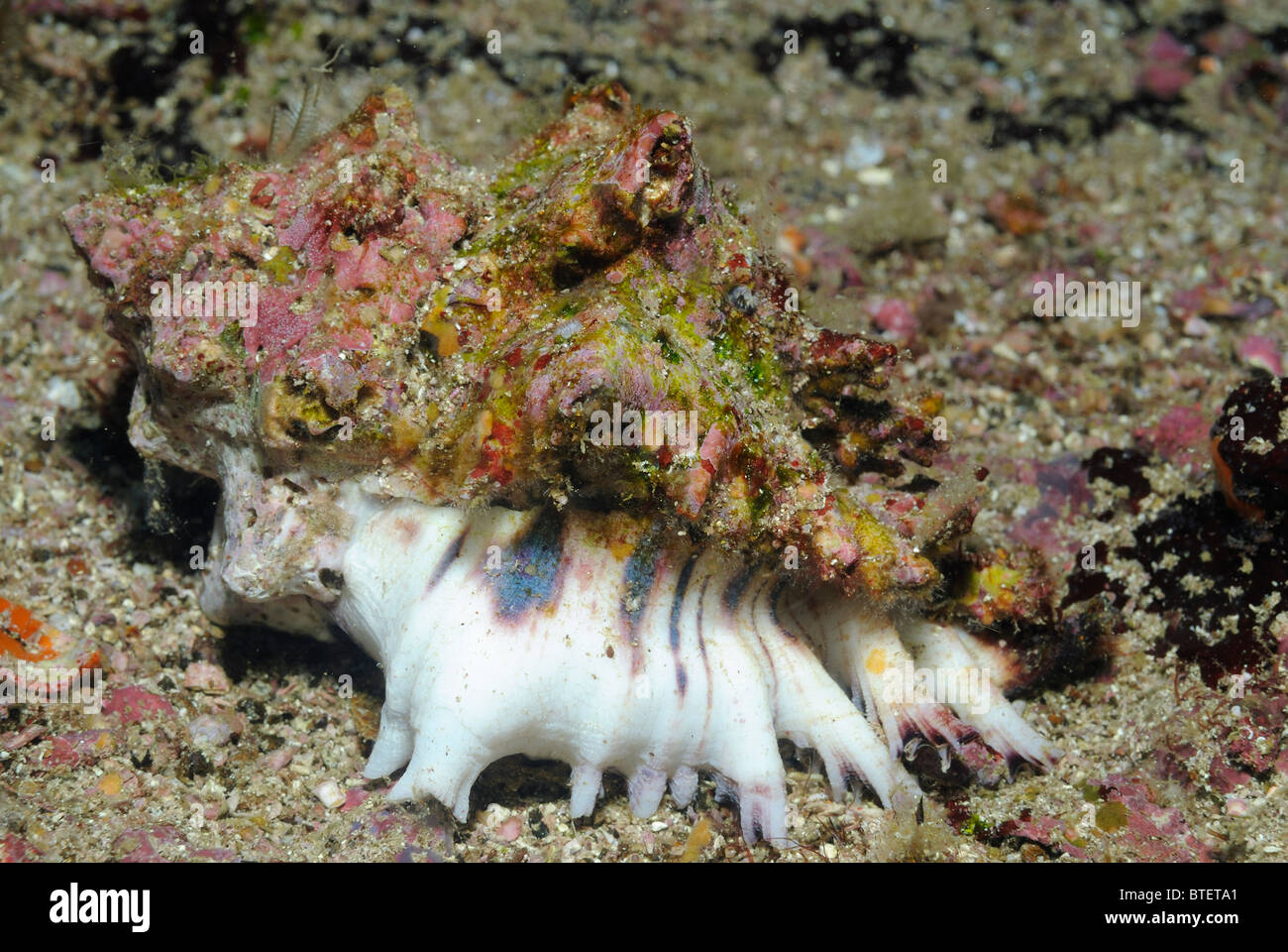 Conch shell, Galapagos, Ecuador Stock Photo - Alamy