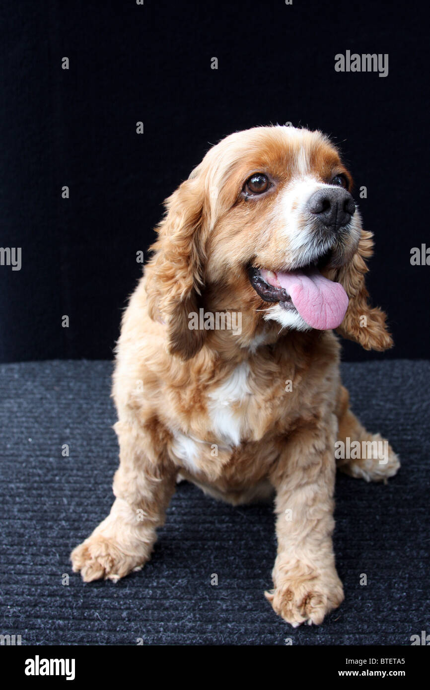 Cocker Spaniel dog portrait Stock Photo - Alamy