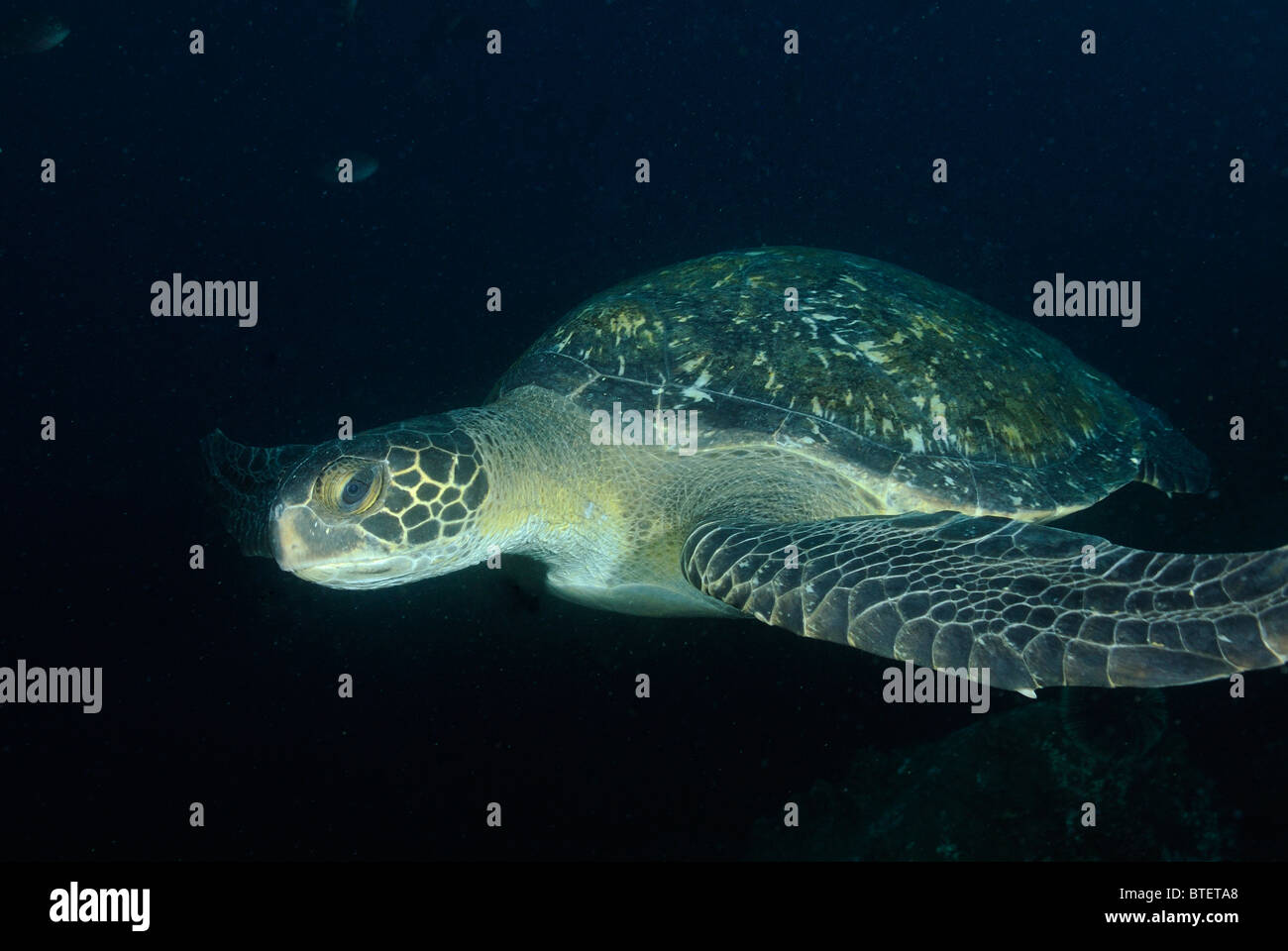 Green sea turtle, Galapagos, Ecuador Stock Photo - Alamy