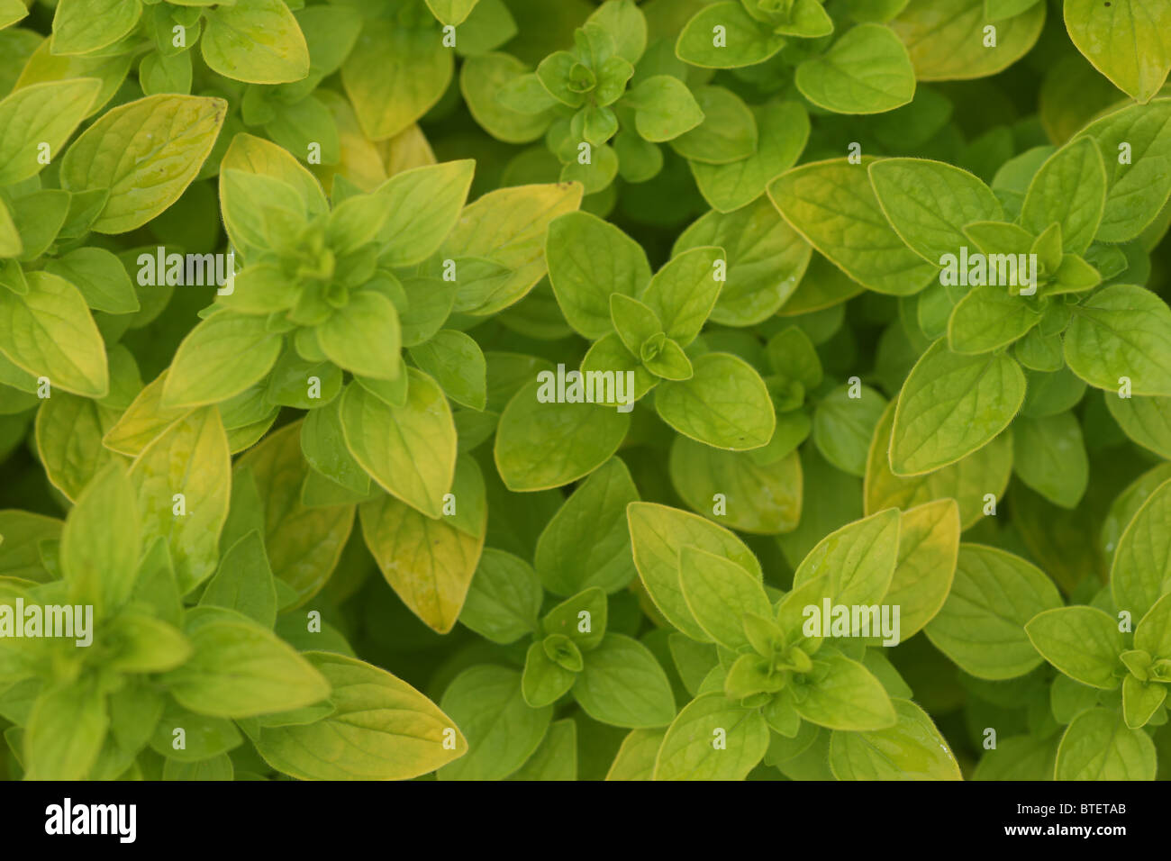 Oregano aureum flowers hi-res stock photography and images - Alamy