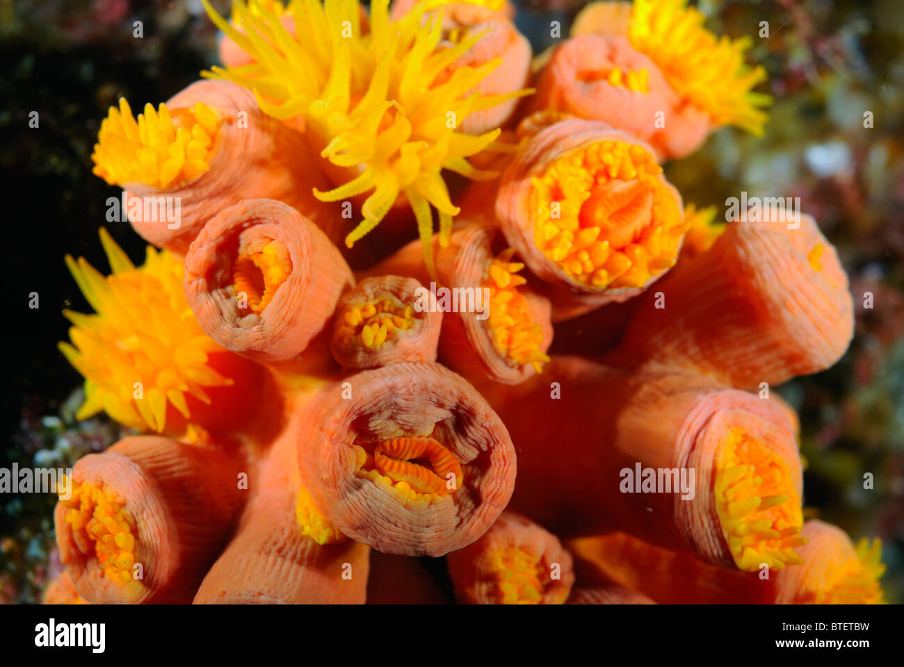 Cup Coral Stock Photos & Cup Coral Stock Images - Alamy