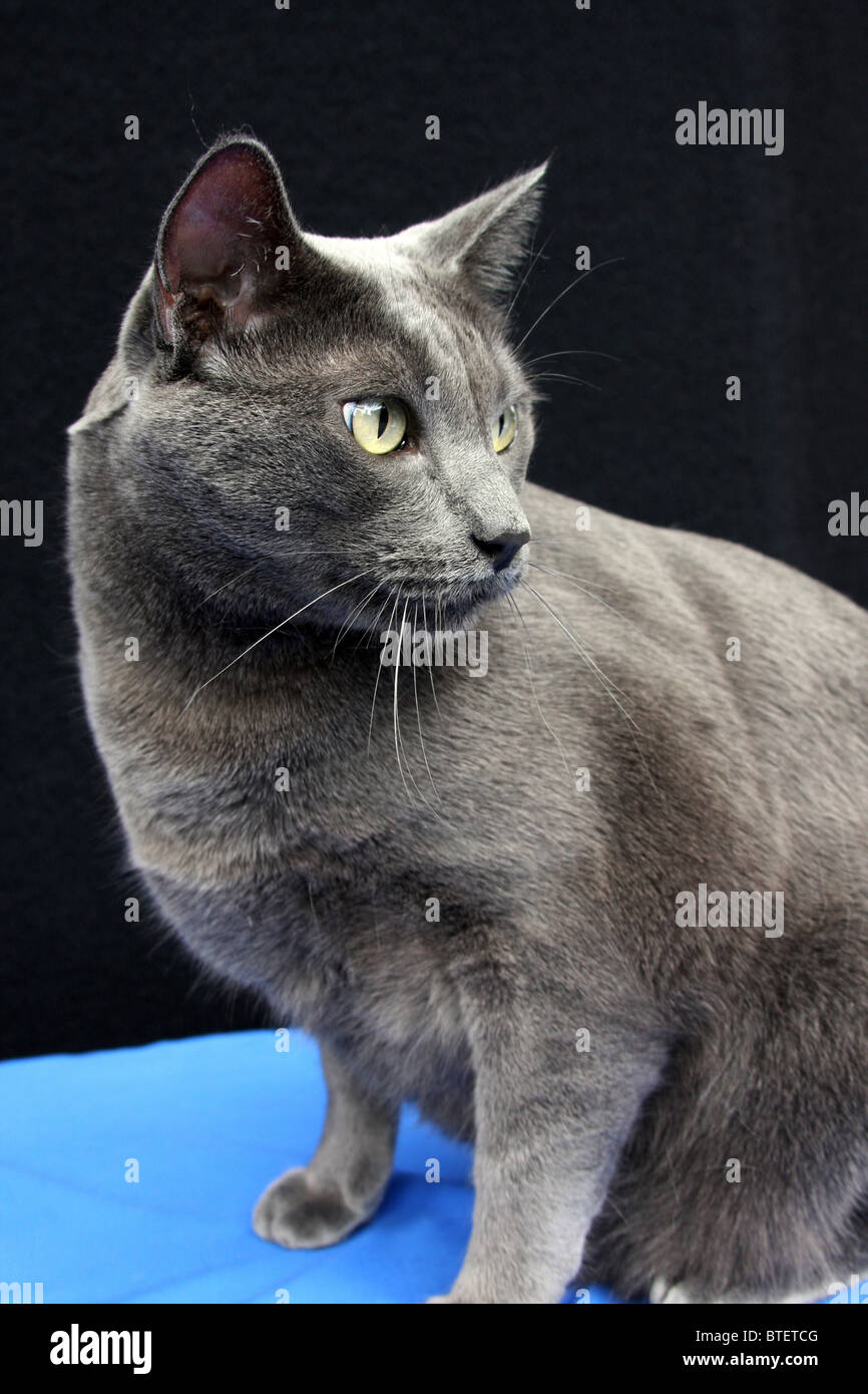 Sitting cat portrait Stock Photo - Alamy