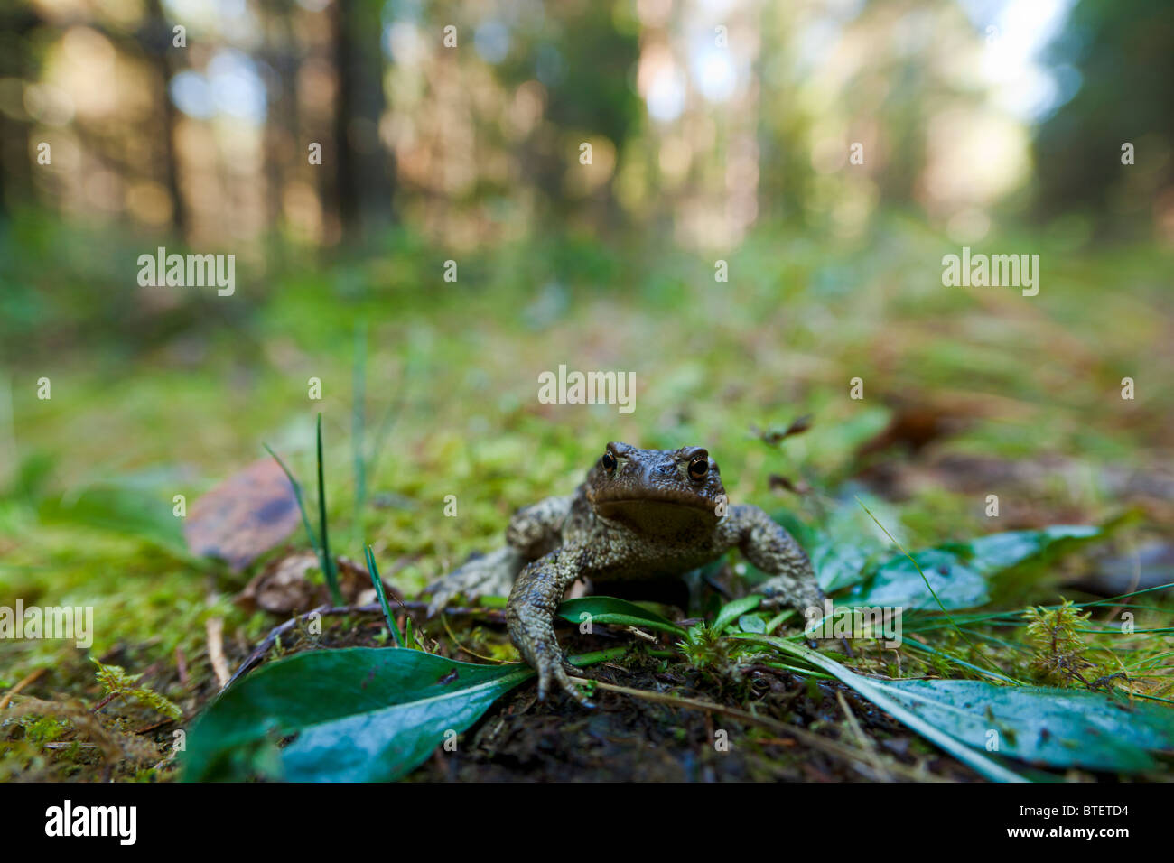 Amphibian toad hi-res stock photography and images - Alamy