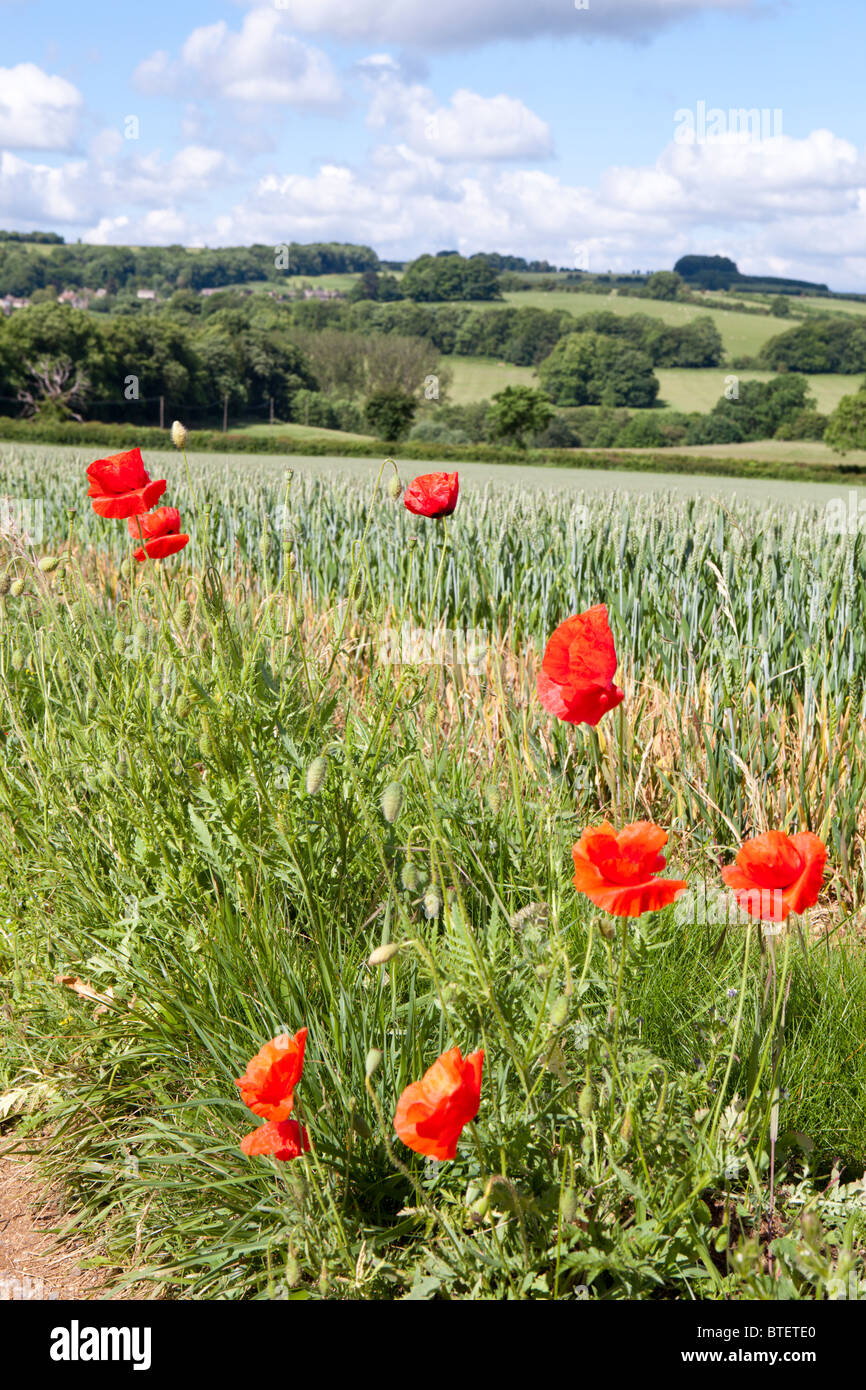 Poppies growing on the Cotswolds near Upper Coberley, looking across to ...