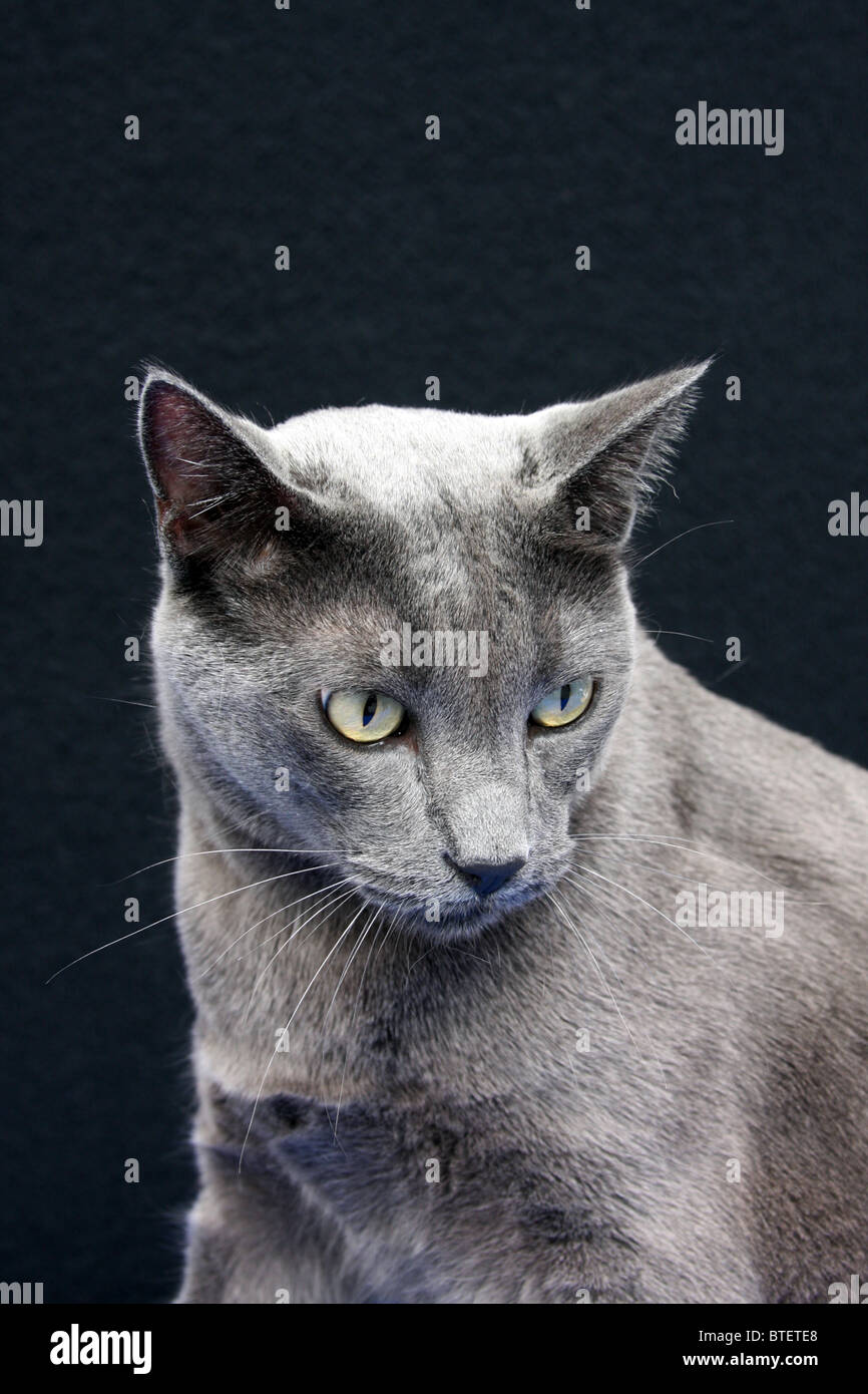 Calm regal cat hi-res stock photography and images - Alamy