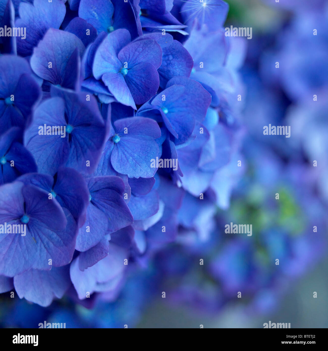 Close up detail of blue Hydrangea flowers Stock Photo - Alamy