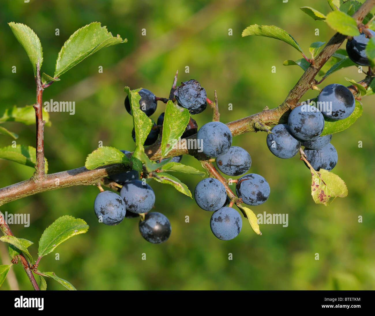 Blackthorn Fruit - Prunus spinosa Stock Photo - Alamy