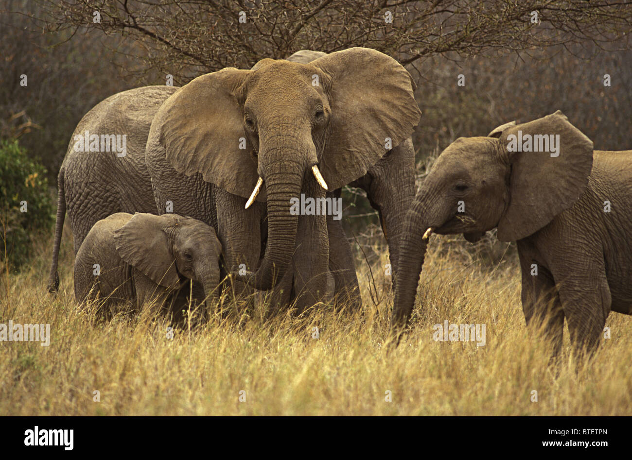 Small elephant family group of females and calves Tsavo West National ...