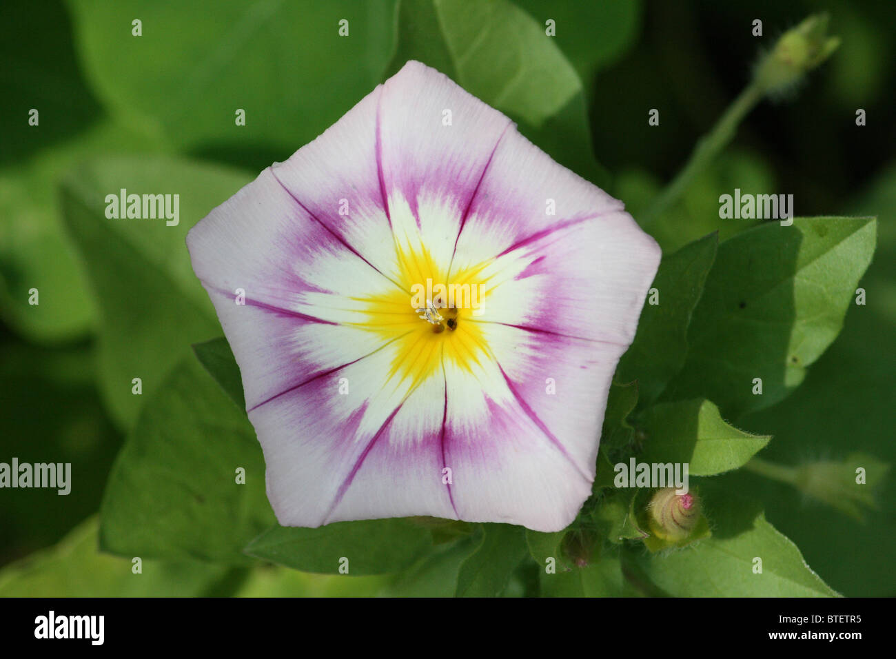Winde Convolvulus tricolor Stock Photo - Alamy