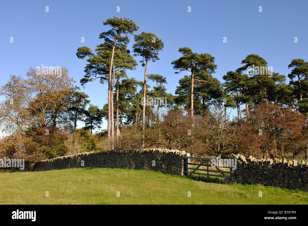 A stand of pine trees on Bredon Hill, Worcestershire, England, UK Stock ...