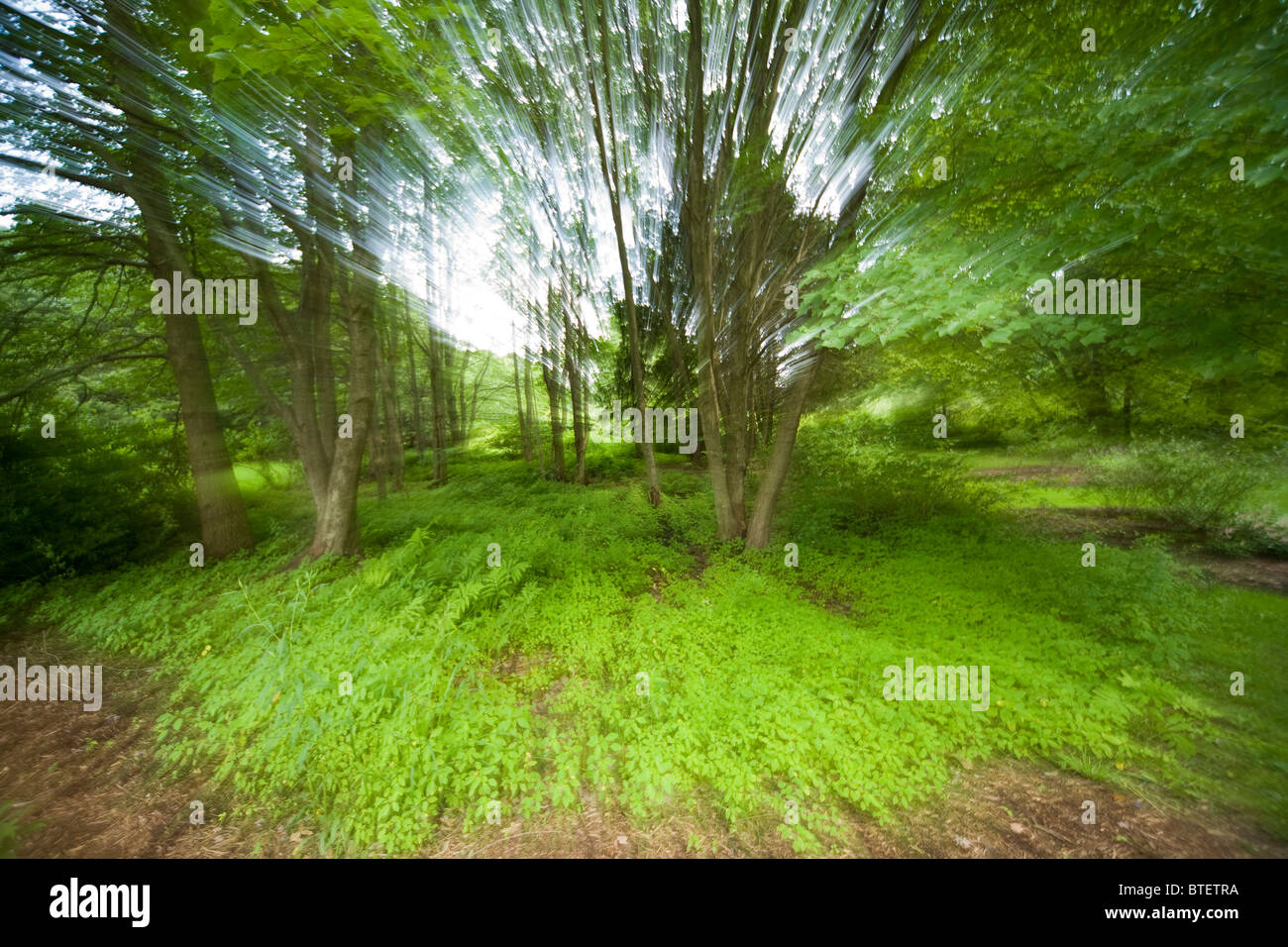 Distorted view of trees at a park Stock Photo - Alamy