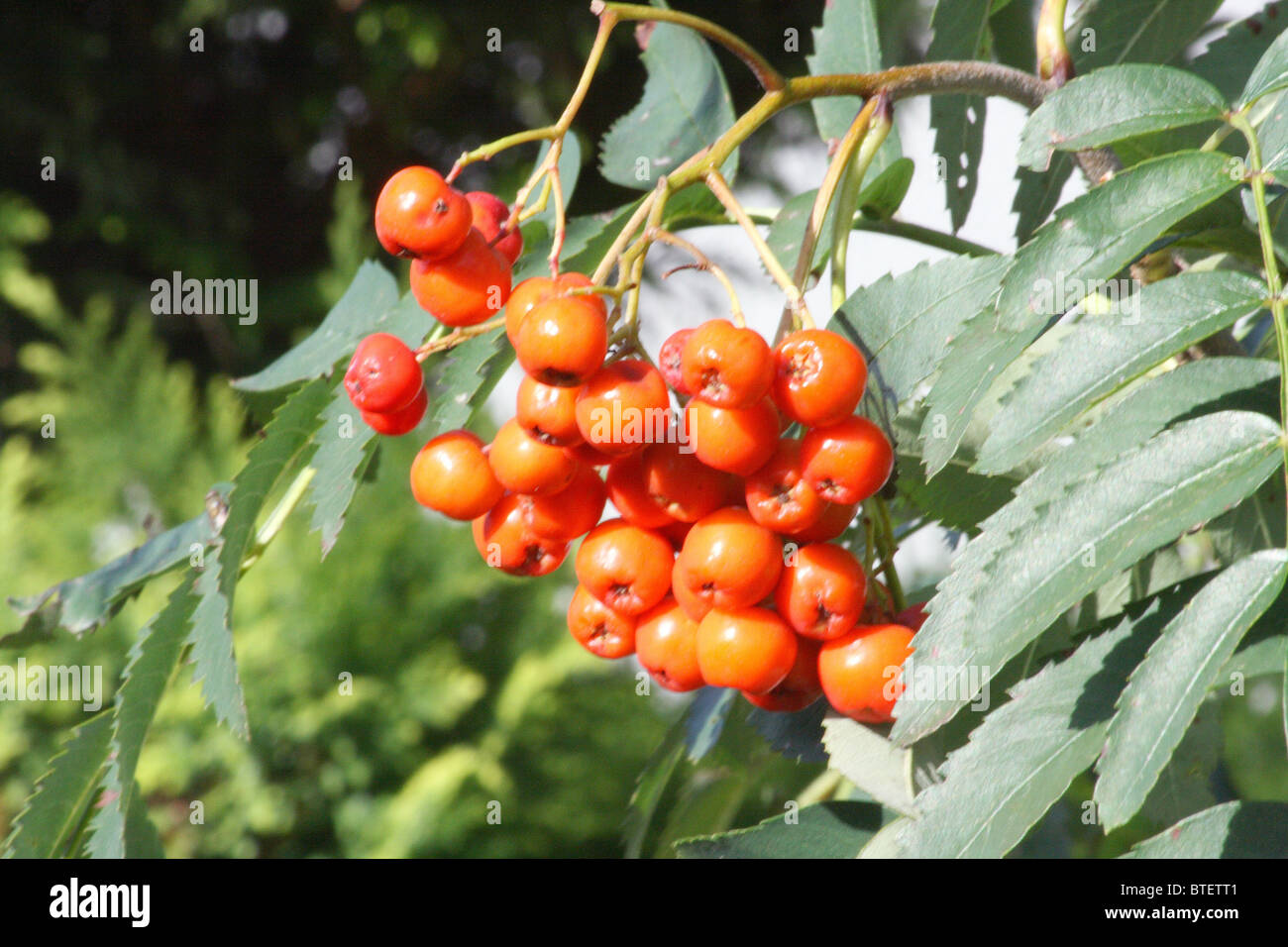 Vogelbeeren hi-res stock photography and images - Alamy