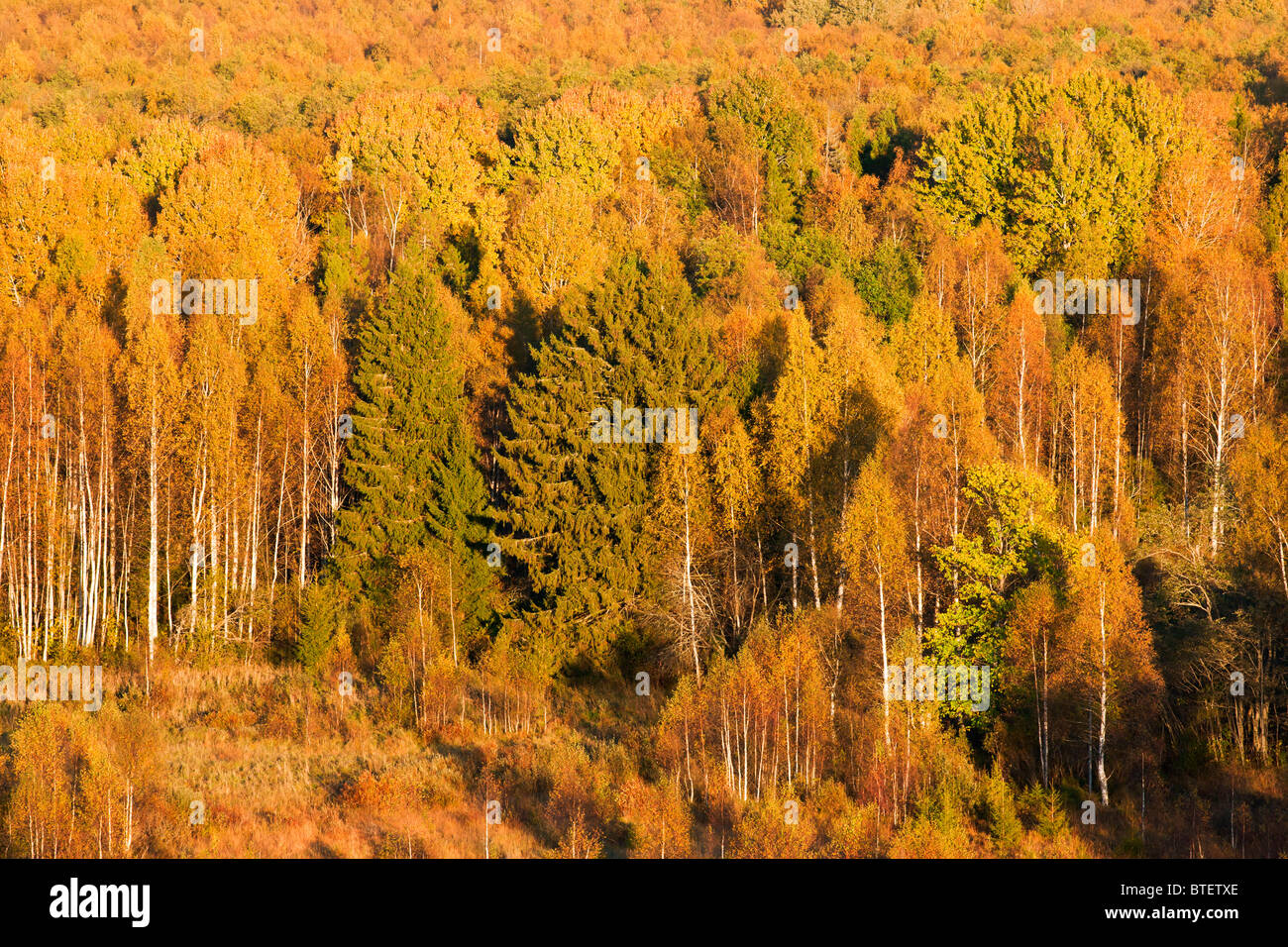 Aerial view of the forest Stock Photo - Alamy