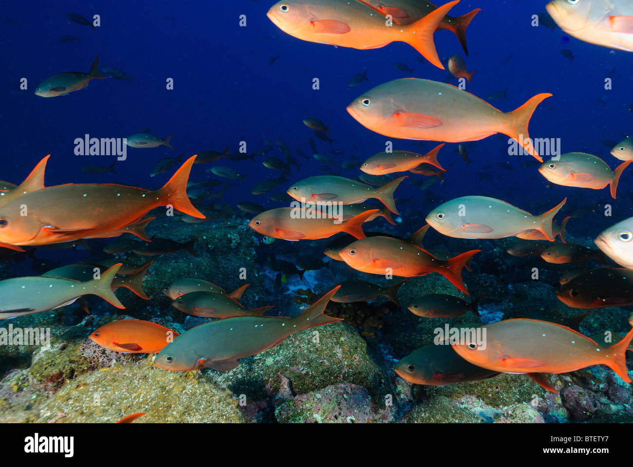 School of pacific creolefish, Galapagos, Ecuador Stock Photo - Alamy