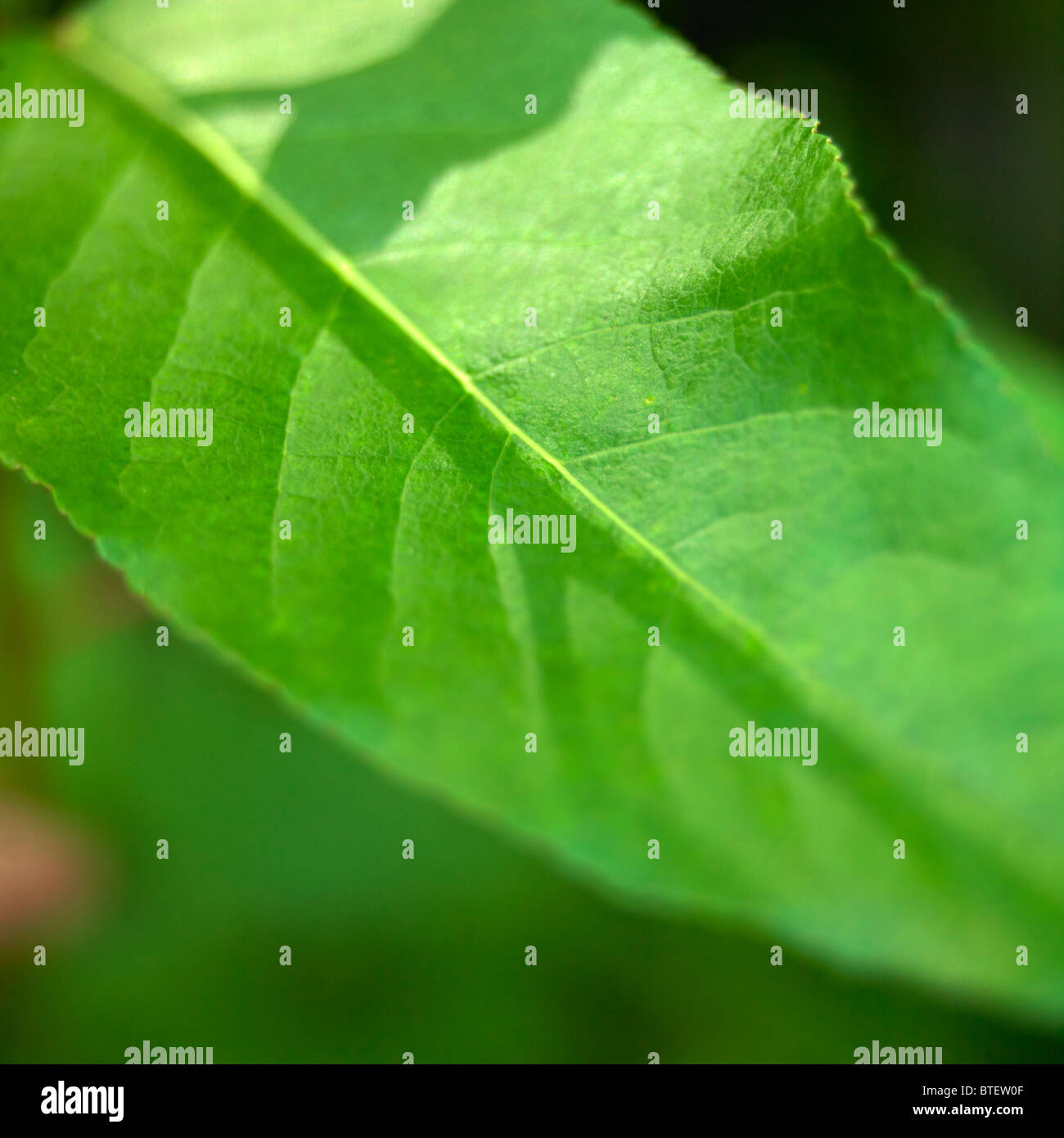Salal leaf hi-res stock photography and images - Alamy
