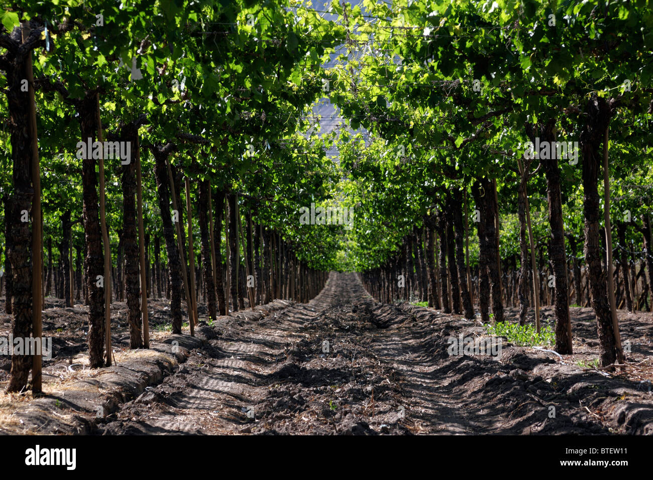 Low angle view along rows of grape vines, Copiapo Valley, Región de ...