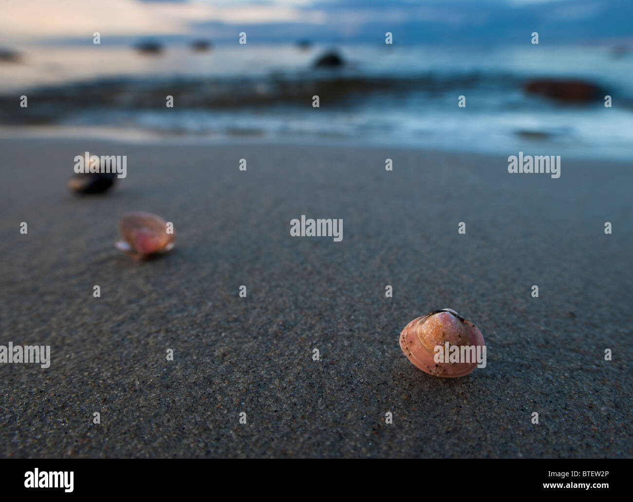 Shells on the beach Stock Photo - Alamy