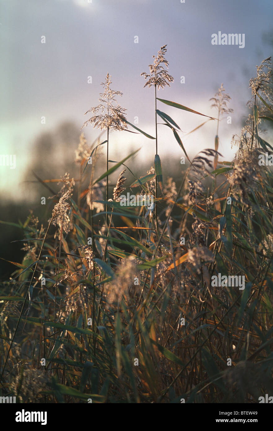 Holme for gardens hi-res stock photography and images - Alamy