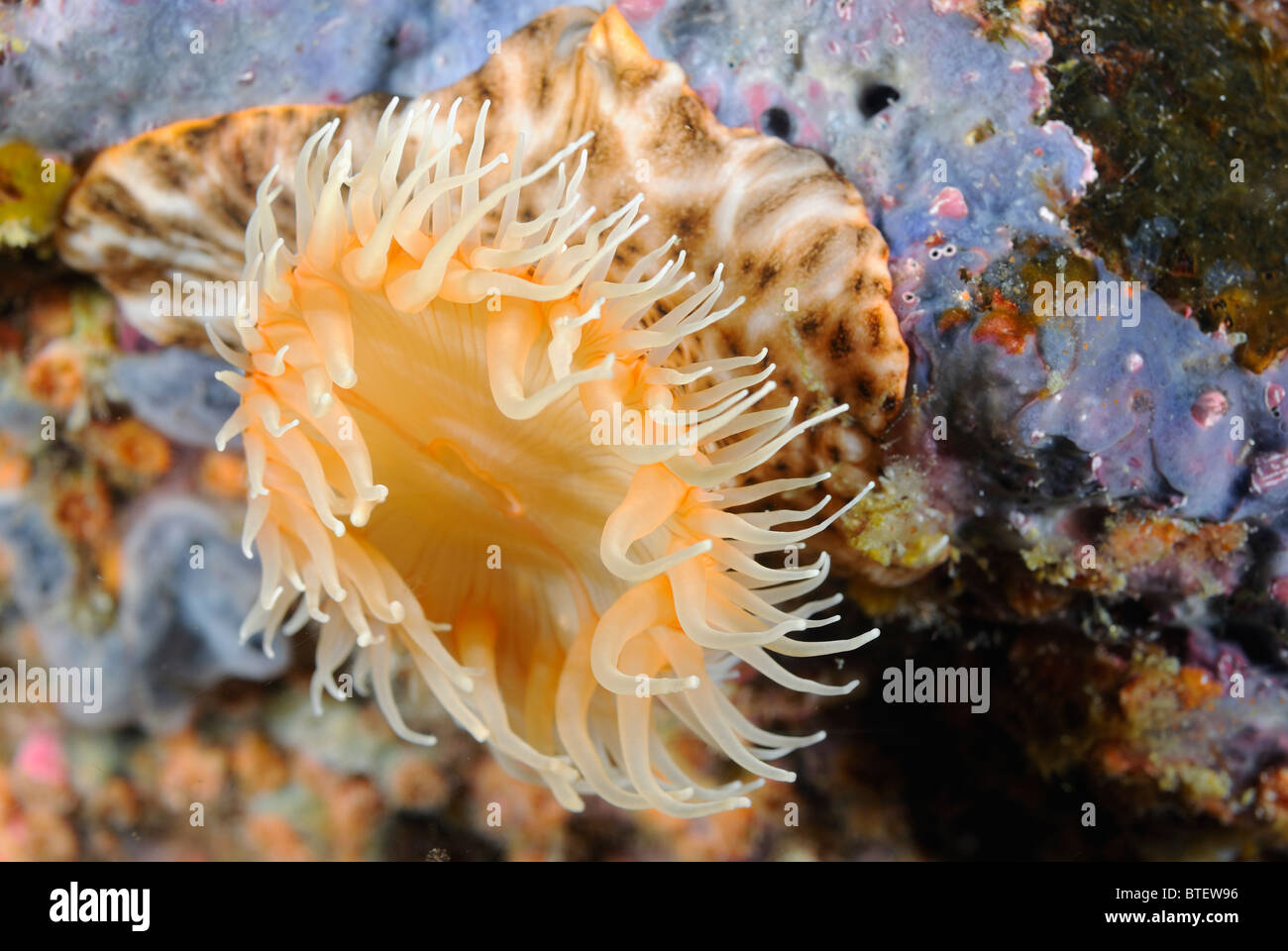 Tiger anemone scientific name hi-res stock photography and images - Alamy