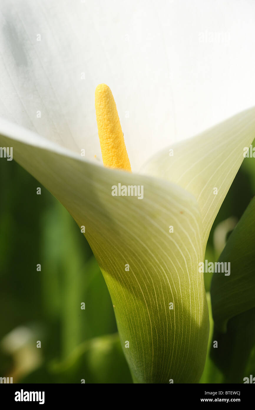 Edible arum hi-res stock photography and images - Alamy