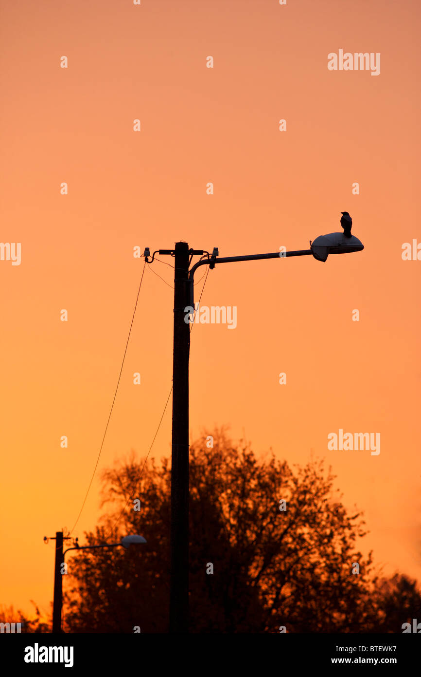 Crow Light High Resolution Stock Photography and Images - Alamy