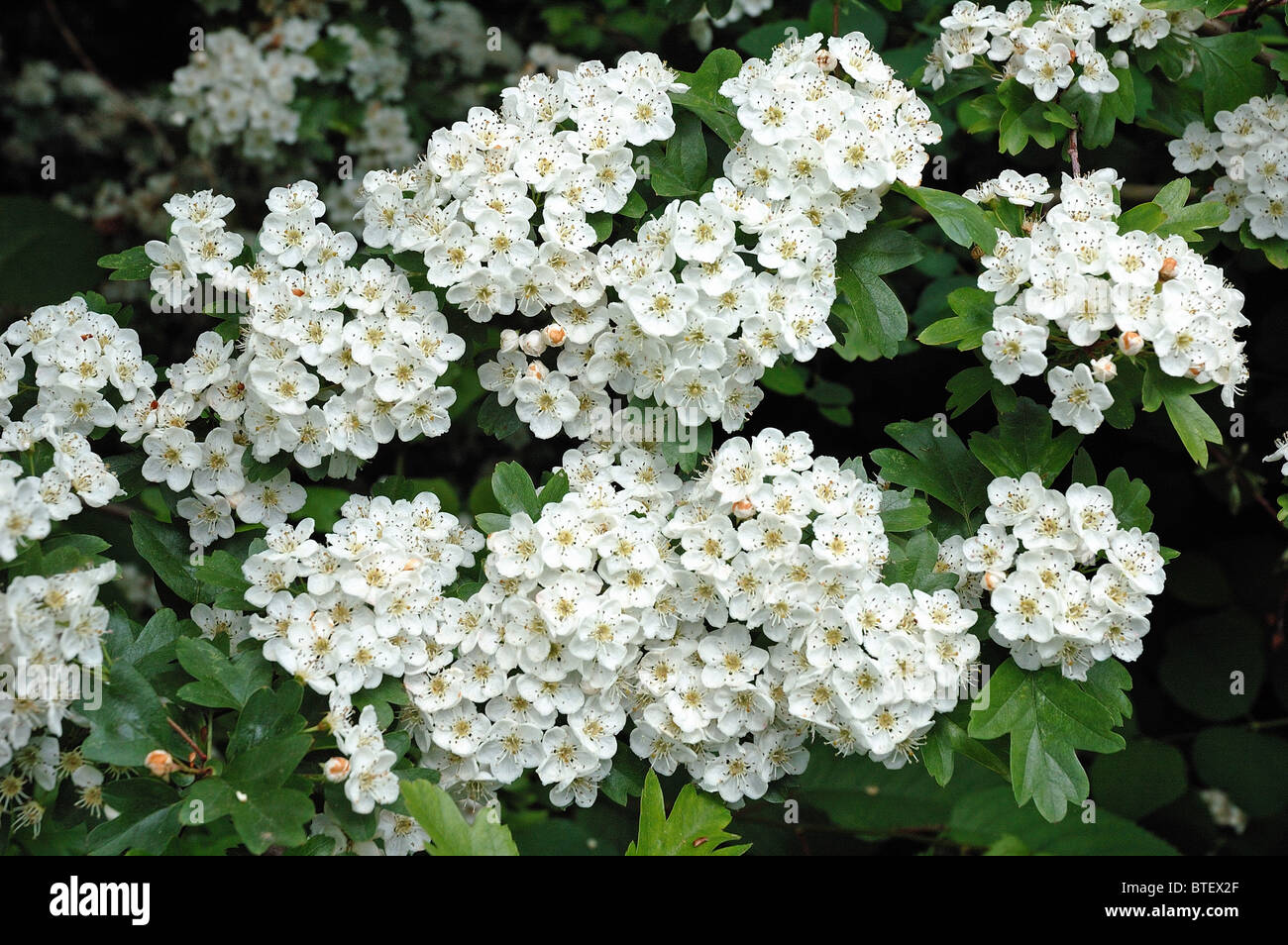 Crataegus monogyna flower hi-res stock photography and images - Alamy