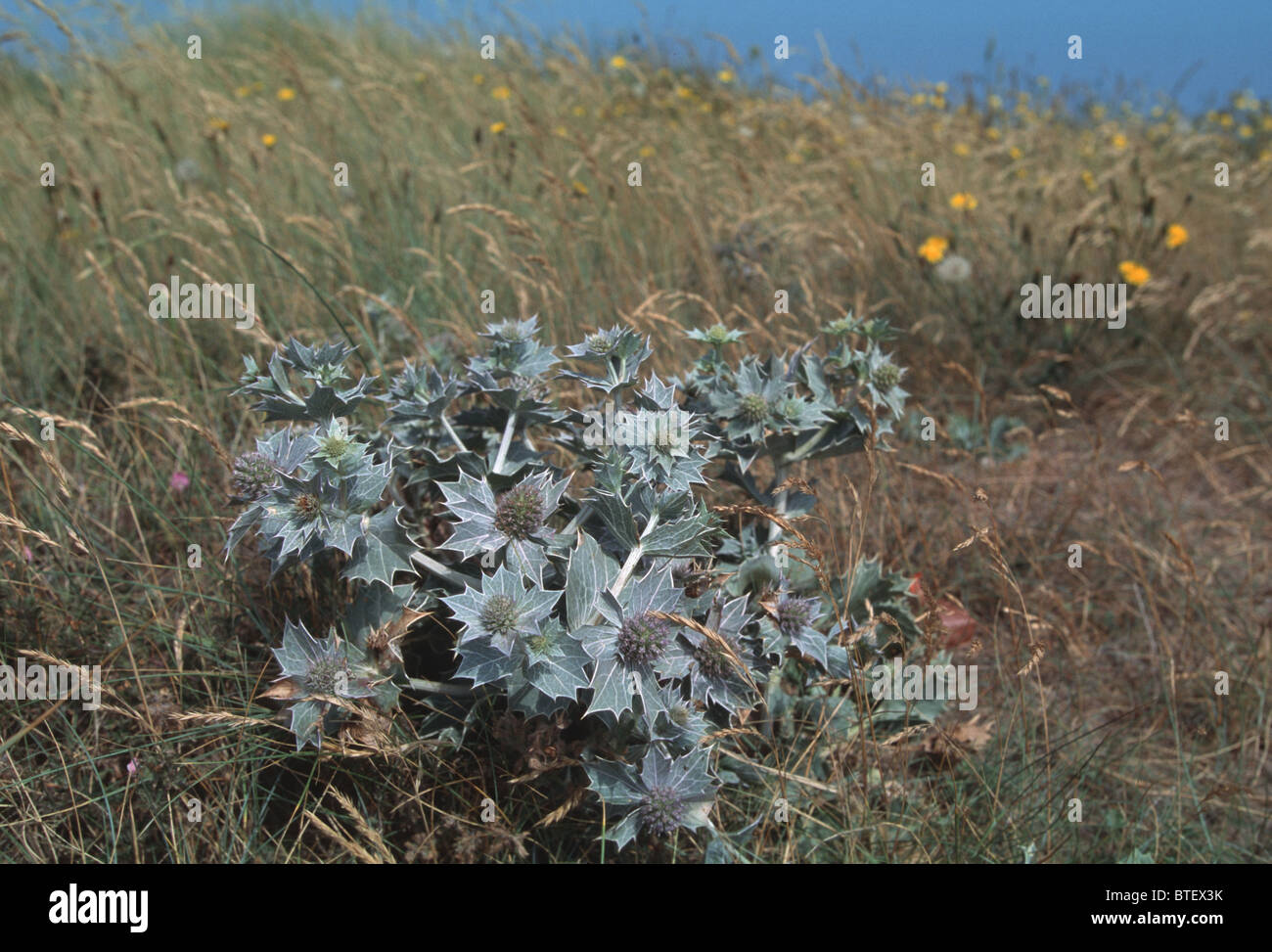 Sea Holly, Spurn Point, Humberside. UK Stock Photo - Alamy