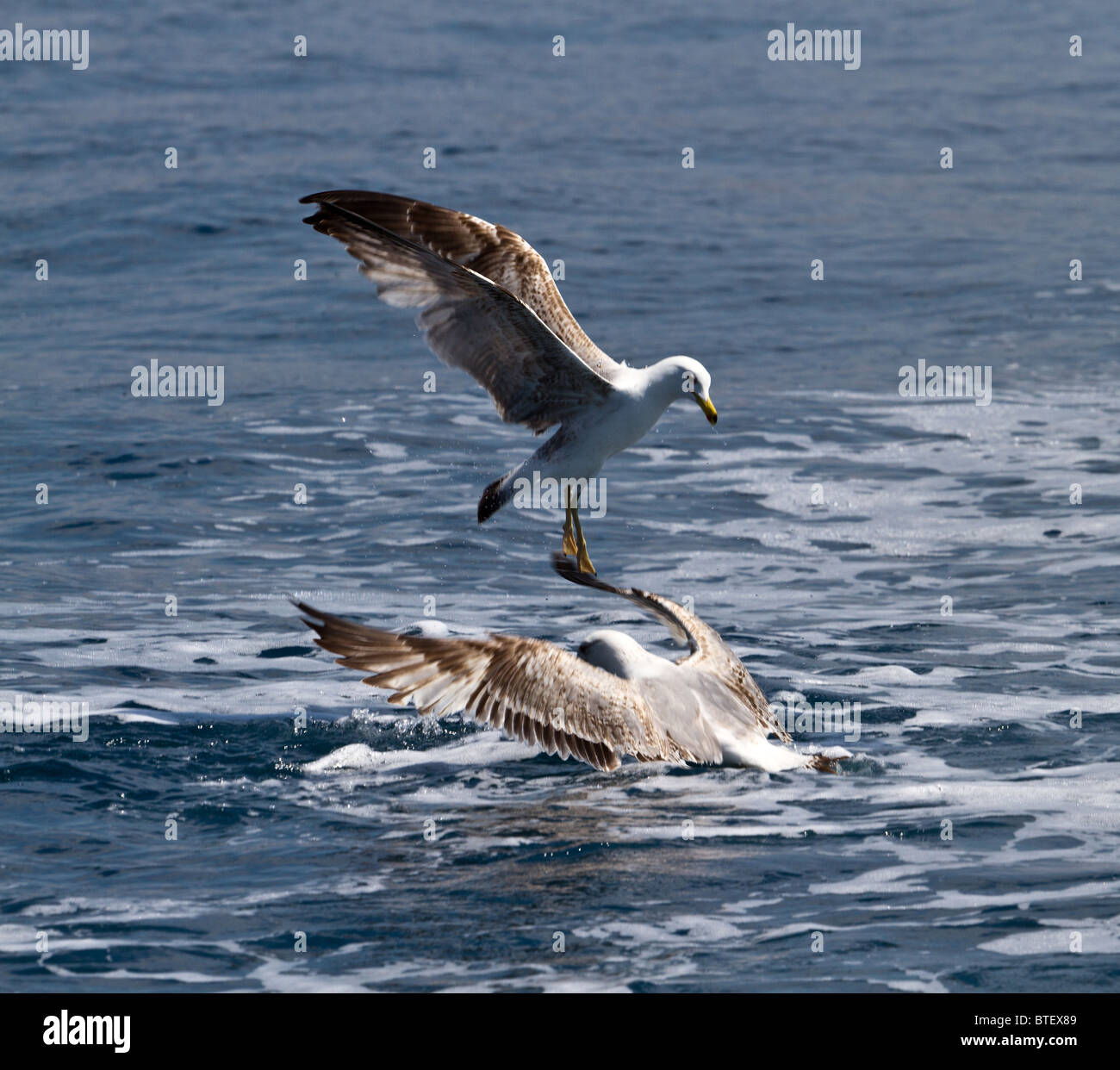 Seagulls flying above the sea Stock Photo - Alamy