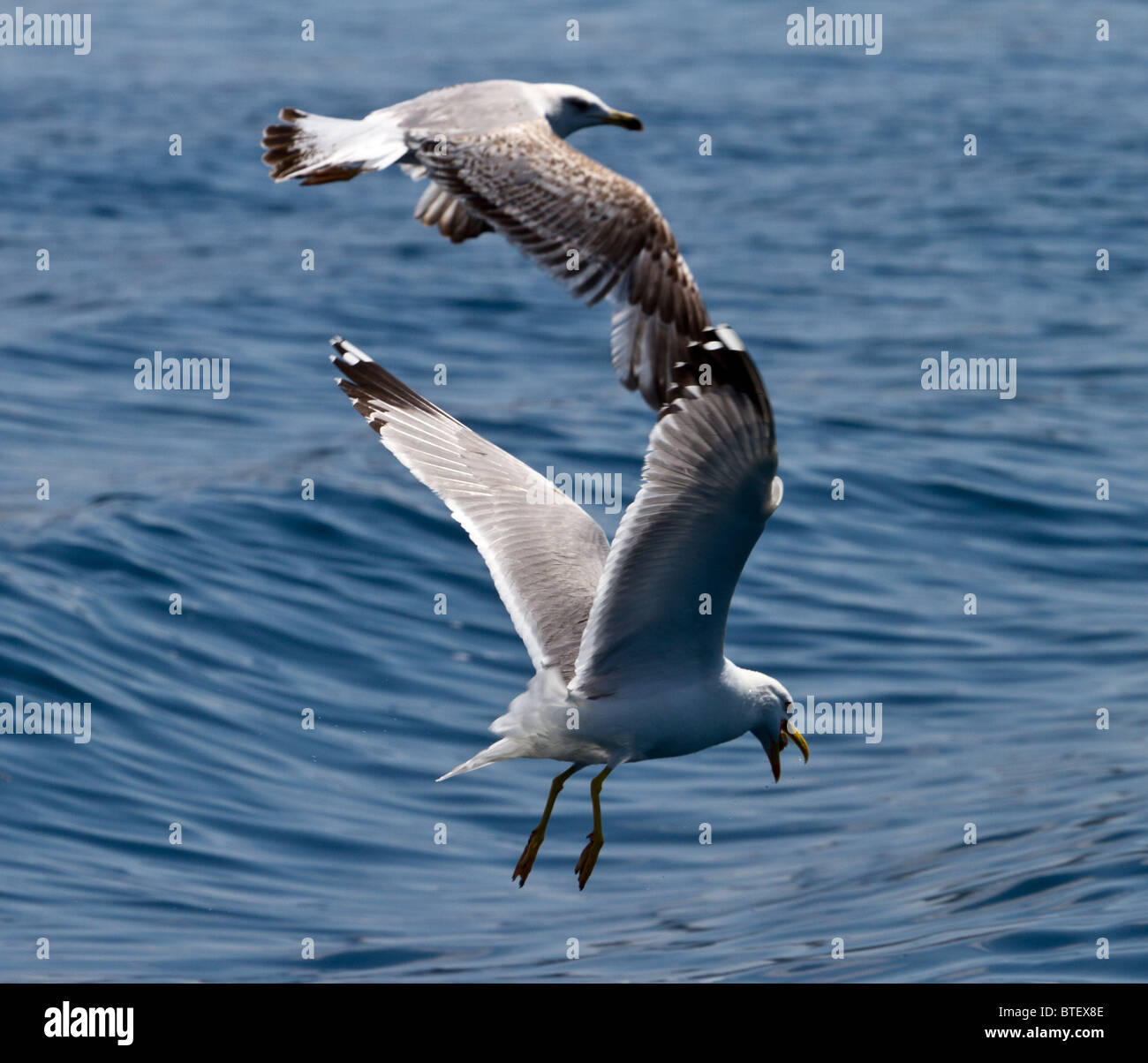 Seagulls flying above the sea Stock Photo - Alamy