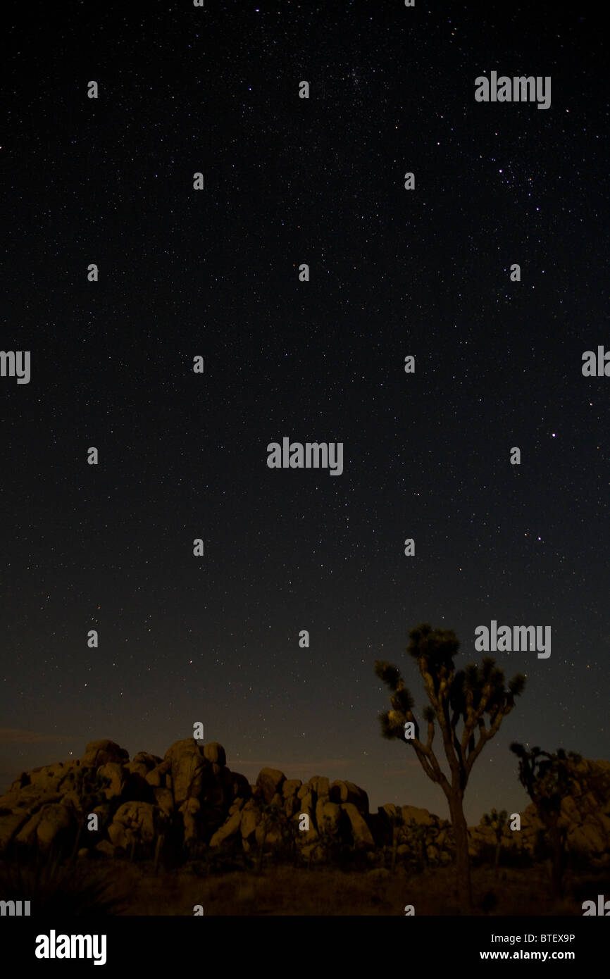 Starry night Joshua Tree landscape - Joshua Tree National Park ...
