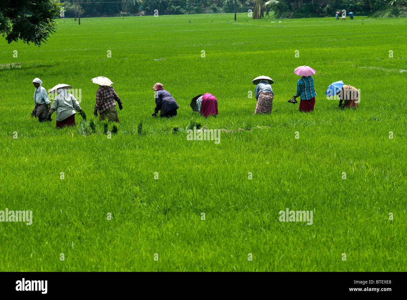 Peasants working at rice fields. Alleppey; Alappuzha, Kerala,India ...